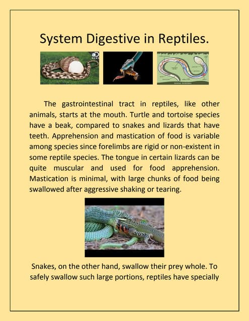 Digestive system in birds | PPTX