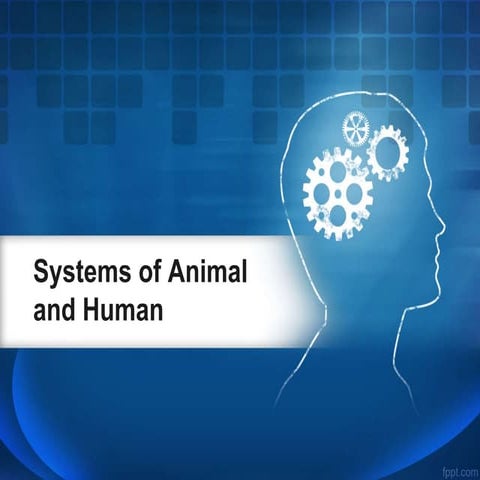 Systems of animals and human | PPT
