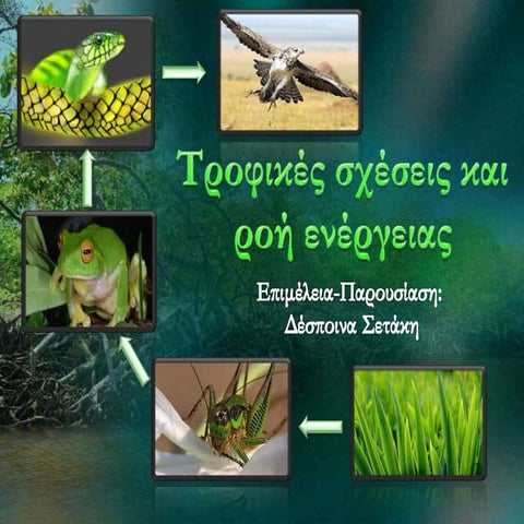 Tροφικές σχέσεις και ροή ενέργειας | PDF