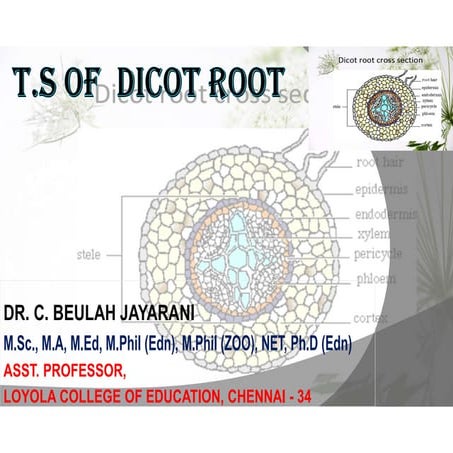 Anatomy of Dicot and monocot Root.pptx