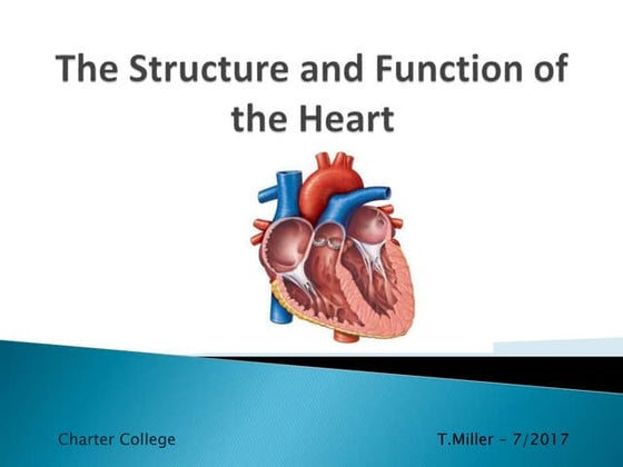 Human heart | PPT