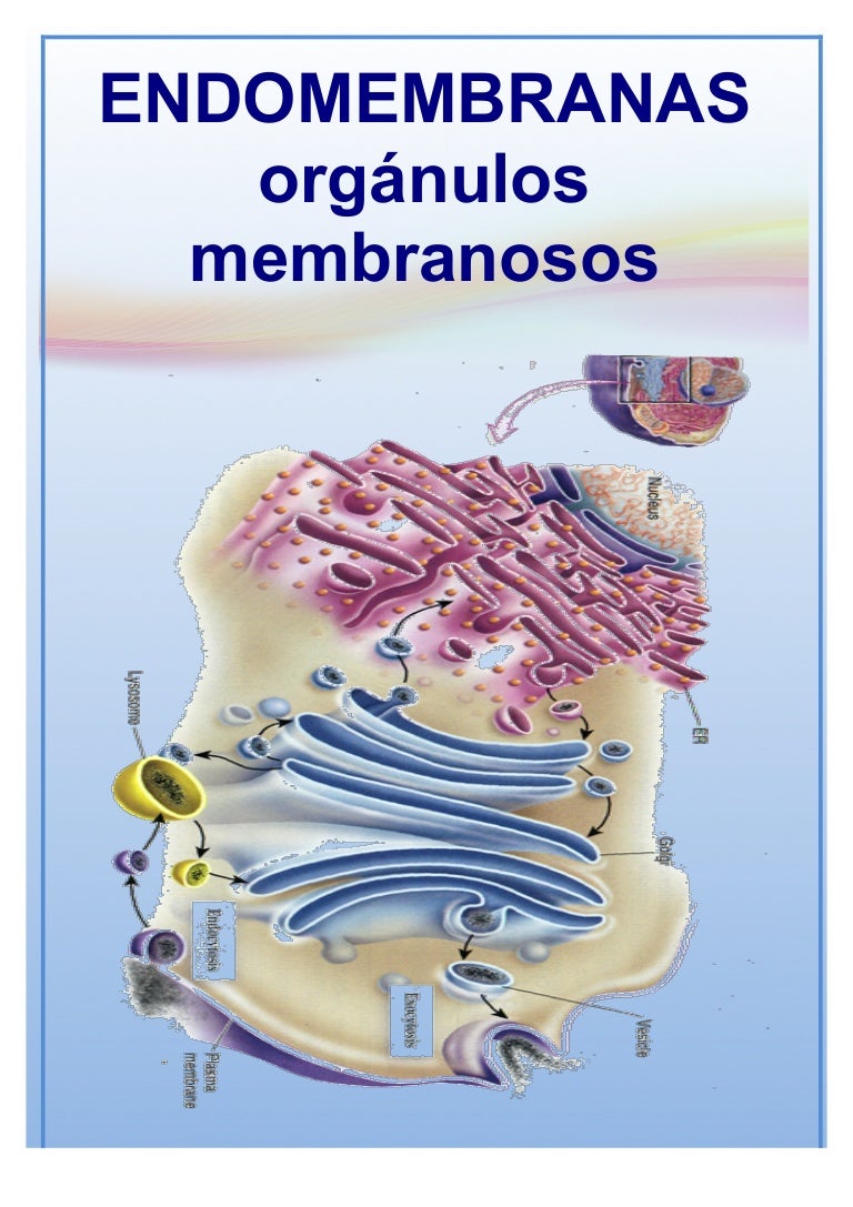 Sistema De Endomembranas PPT - Sistema de Endomembranas PowerPoint ...