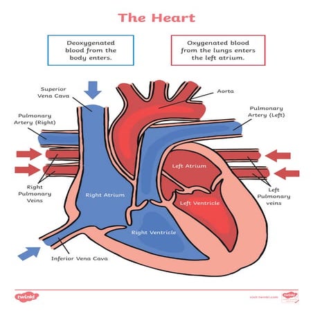 t2-s-037-simple-heart-diagram-labelling-activity-_ver_4.pdf