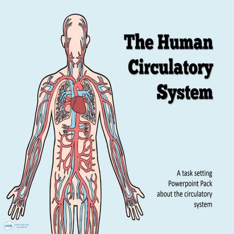 T2-S-427-Year-6-Human-Body-Circulatory-System-Lesson-Teaching ...