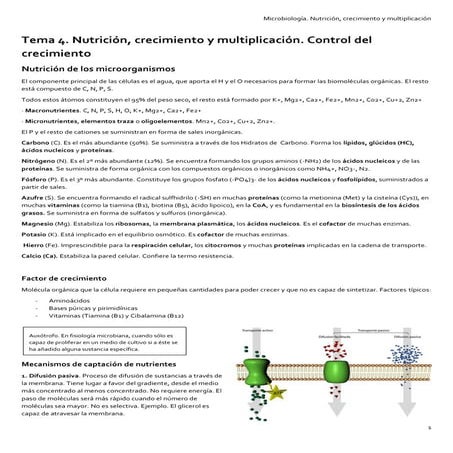 Morfogenesis | PPTX