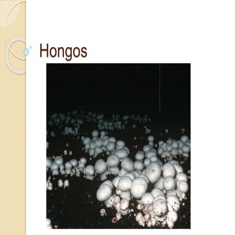 Los principales grupos de Hongos II.pptx