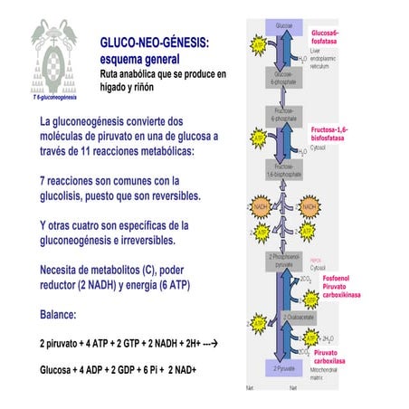 Gluconeogénesis | PPTX