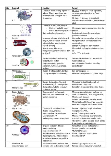 LATIHAN SOAL MEKANISME TRANSPOR PADA MEMBRAN | PDF