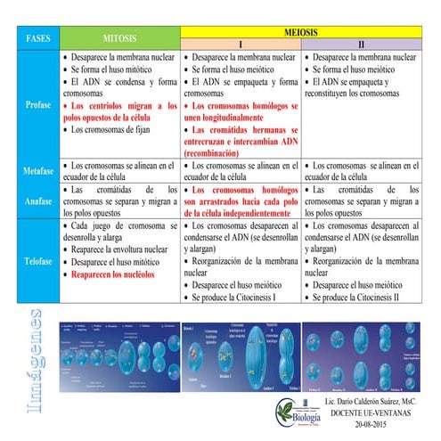 Diferencia Entre Mitosis Y Meiosis Cuadros Comparativos E Cuadros