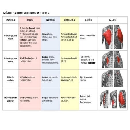 TABLAS MUSCULOS Y PLEXOS.pdf ANATOMÍA MEDICINA | PDF