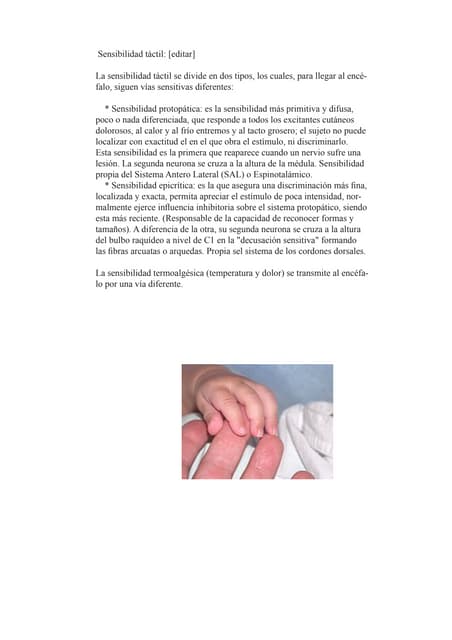 Corpusculos de la piel | PDF