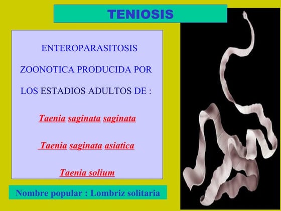 Tenia solium | PPTX | Infectious Diseases | Diseases and Conditions