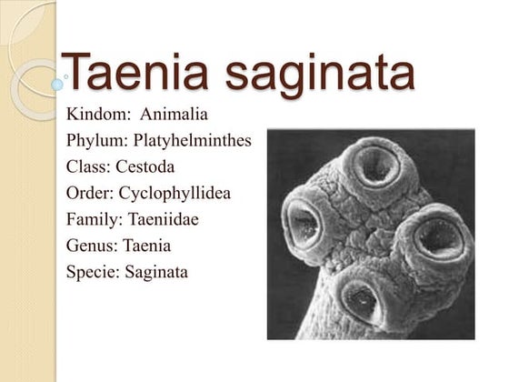 Taenia spp.. | PPT
