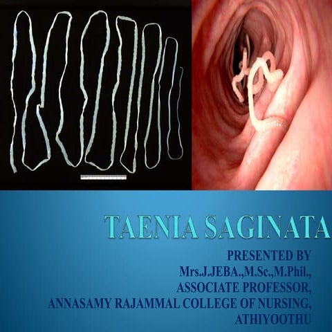 Taenia Tapeworm