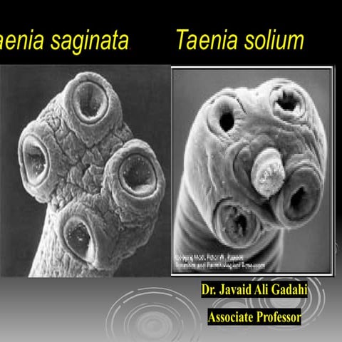 Taenia spp.. | PPTX