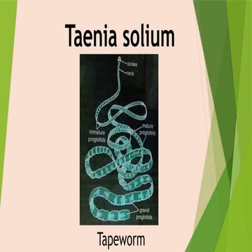 taenia solium(pork tapeworm)- Morphology|Lifecycle|Symptoms |Diagnosis ...