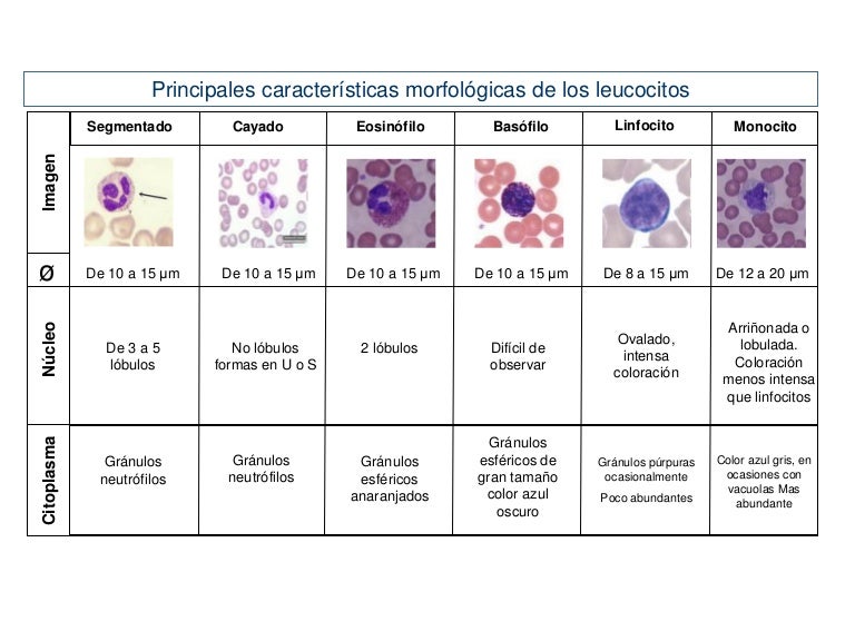 Microscopio De Leucocitos