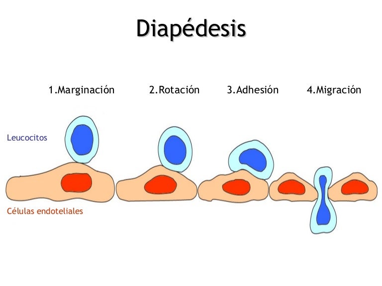 Diapedesis de los leucocitos