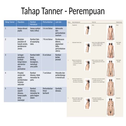 Tanner staging in boys and females-puberty | PPTX