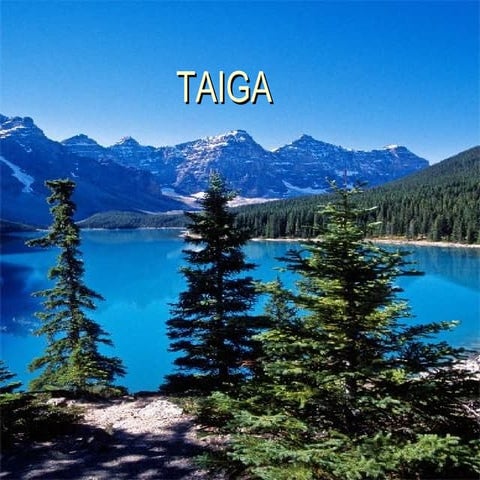 Taiga | PPT