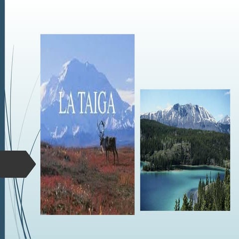 La Taiga-Bioma | PPTX