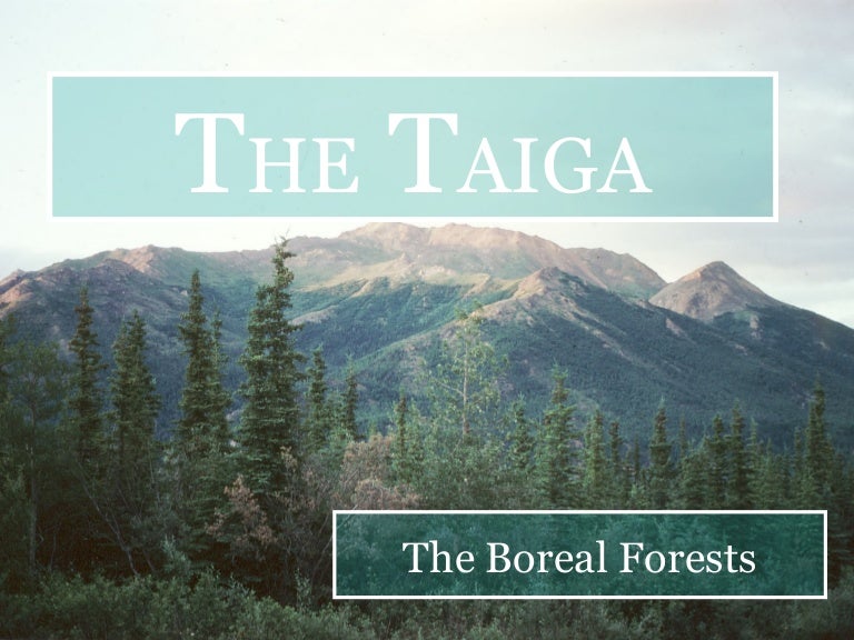 Taiga