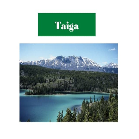 Taiga | PPT