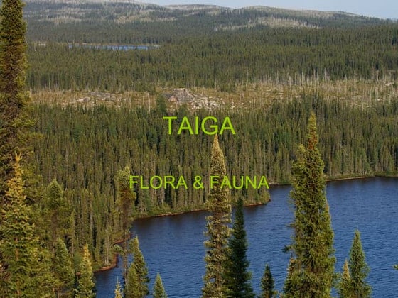 Taiga | PPT