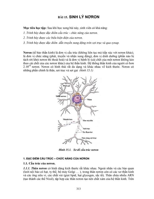 SINH LÝ HỆ VẬN ĐỘNG | PDF