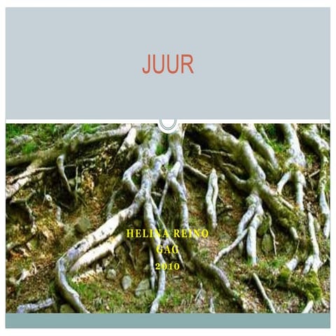 Taime juur | PPTX
