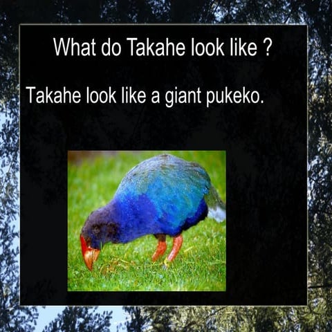 Takahe, By Jun | PPT