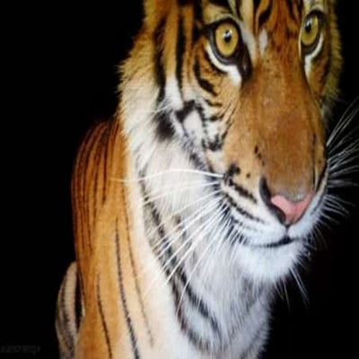 Take a look , animals | PPTX