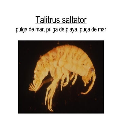 Talitrus saltator | PPT