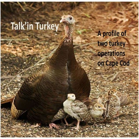 Talk’in turkey powerpoint | PPTX