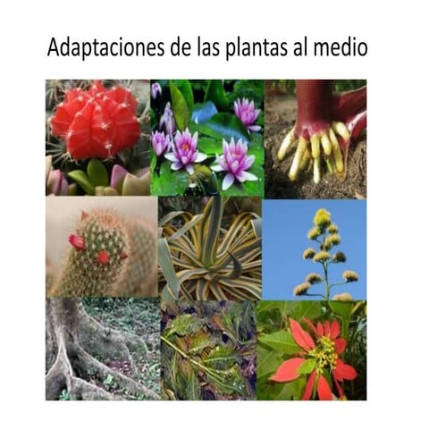 Adaptaciones, nutrición y reproducción de las plantas. | PPTX