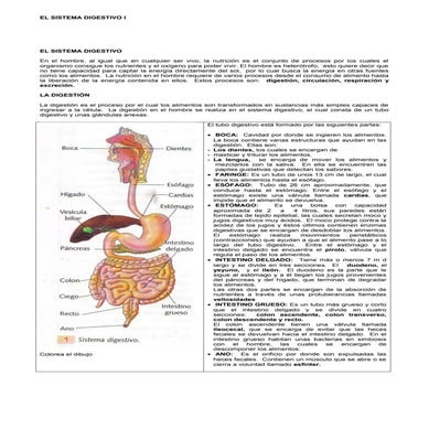 Hoja De Repaso Ejercicio 38 Anatomía Del Sistema Digestivo