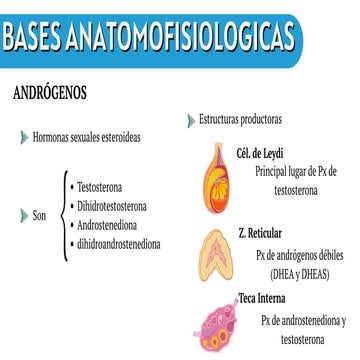 bases anatomofisiologicas de los androgenos | PDF
