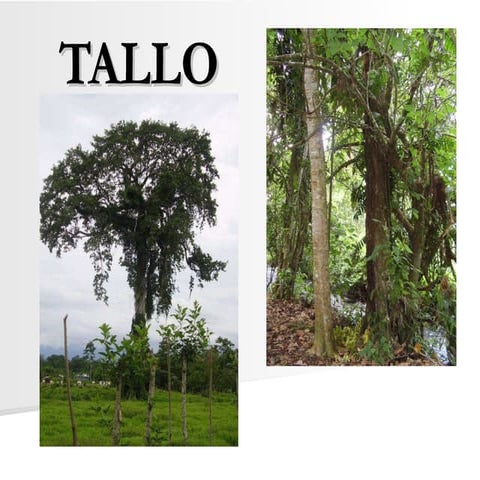 Tallo | PPT