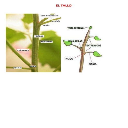 Tallo, imagenes | ZIP