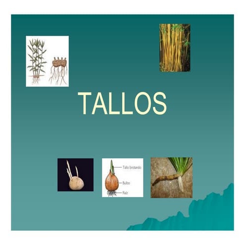 CLASES DE TALLO SEGÚN SU FORMA.pptx