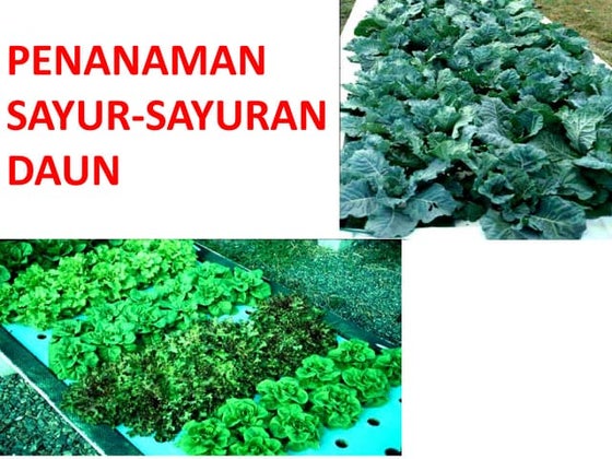 Tanaman hiasan di atas batas | DOC