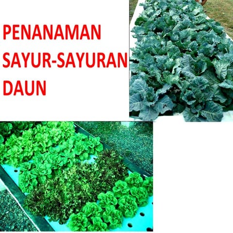 Tanaman Sayur Daun | PPT