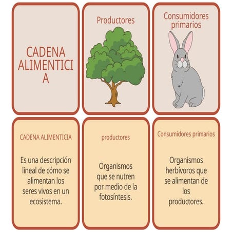 Tarjetas Educativas de Cadena Alimenticia Ecologia Ilustrado Beige Rojo ...