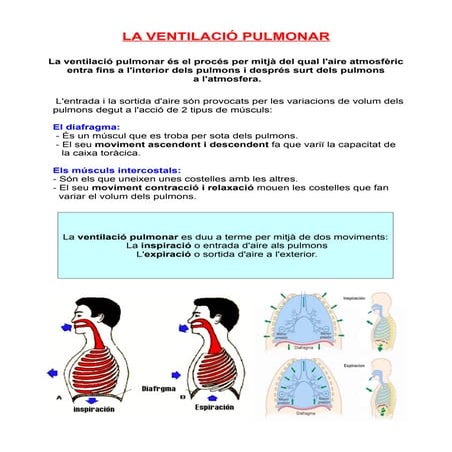 Tasca 3.3.la ventilació pulmonar (1) | PDF