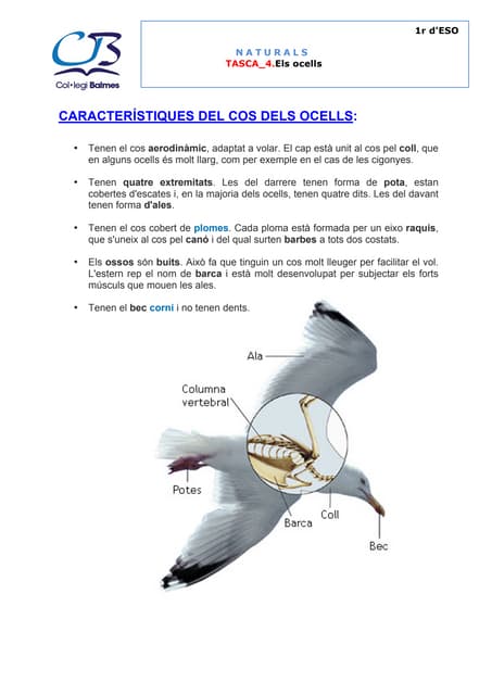 Tasca 5.els rèptils | PDF