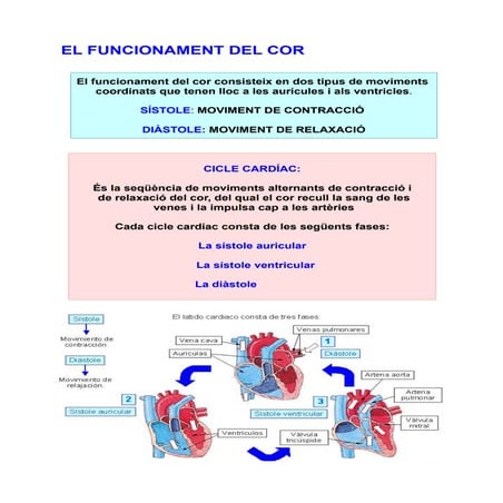 Tasca 6.el funcionament del cor | PDF
