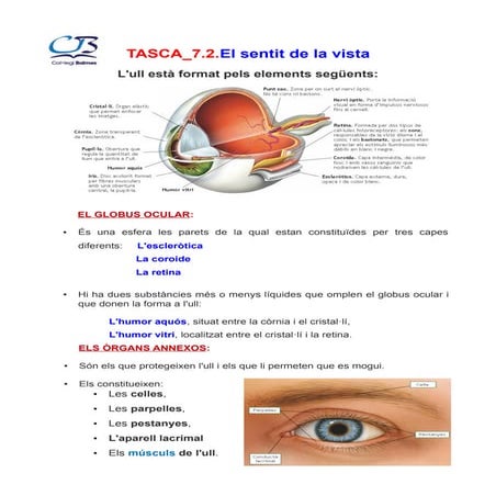 Tasca 7.2.el sentit de la vista | PDF