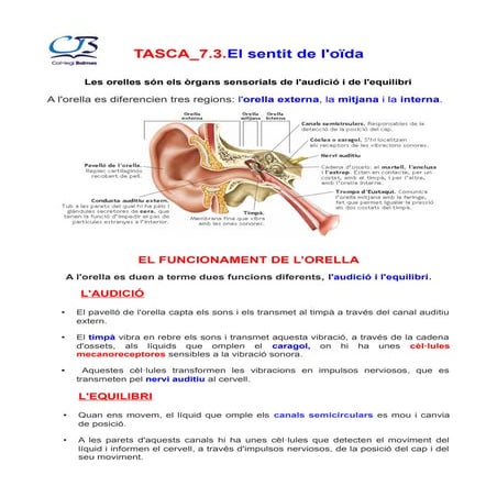 Tasca 7.3.el sentit de l'oïda | PDF