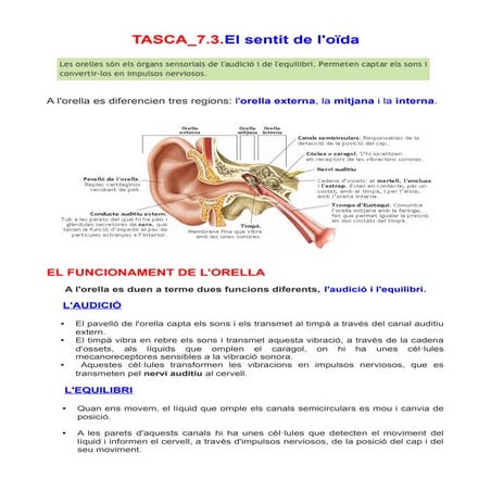 Tasca 7.3.el sentit de l'oïda | PDF