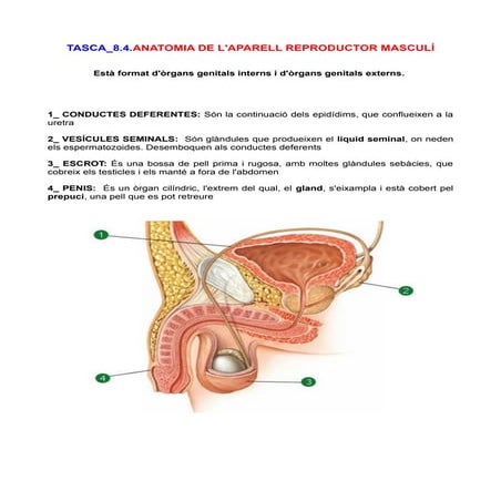 Tasca 8.4.anatomia de l'aparell reproductor masculí. | PDF